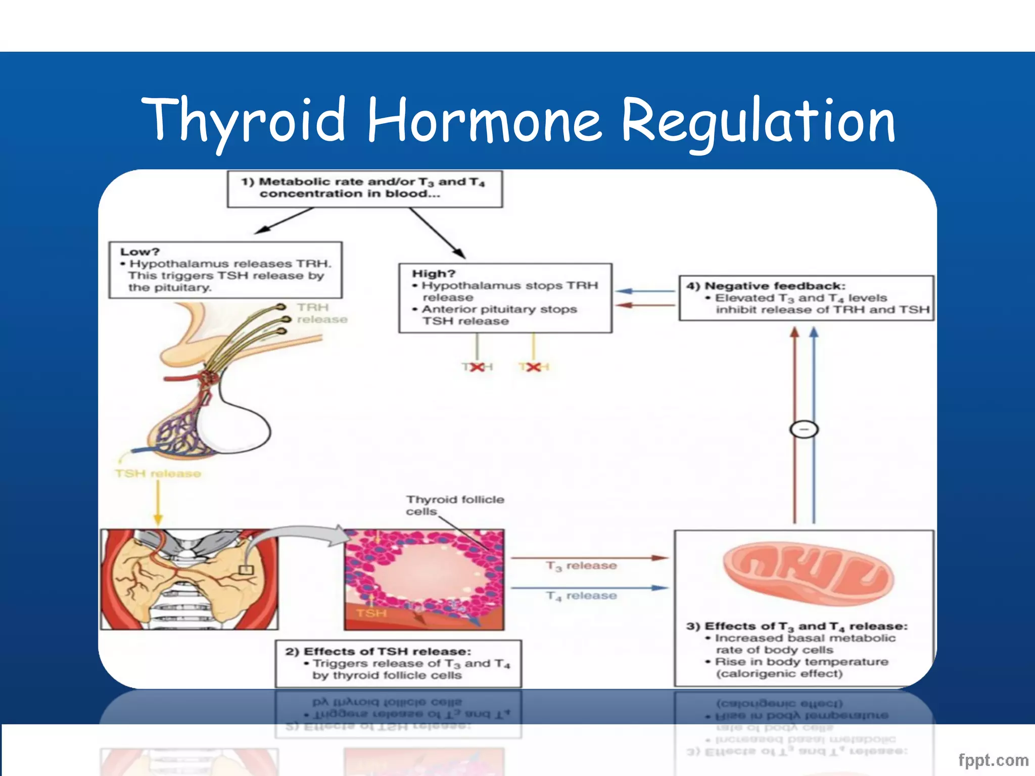 Anatomy Of Thyroid And Parathyroid Gland Ppt