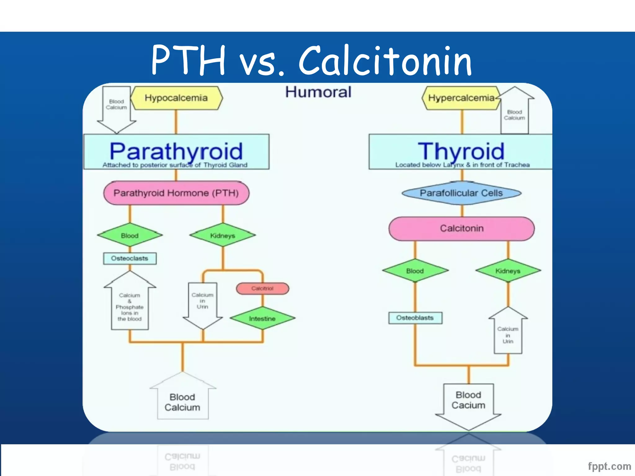 Anatomy of Thyroid and Parathyroid gland | PPT
