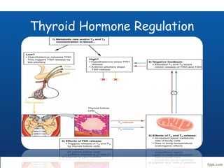Anatomy of Thyroid and Parathyroid gland | PPT