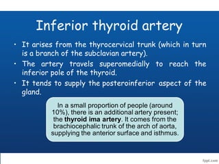 Anatomy of Thyroid and Parathyroid gland | PPT