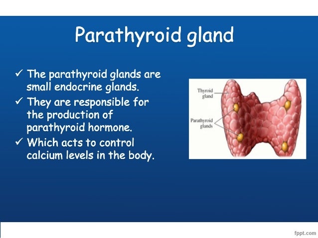 Anatomy Parathyroid Gland