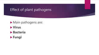 plant Pathology | PPTX