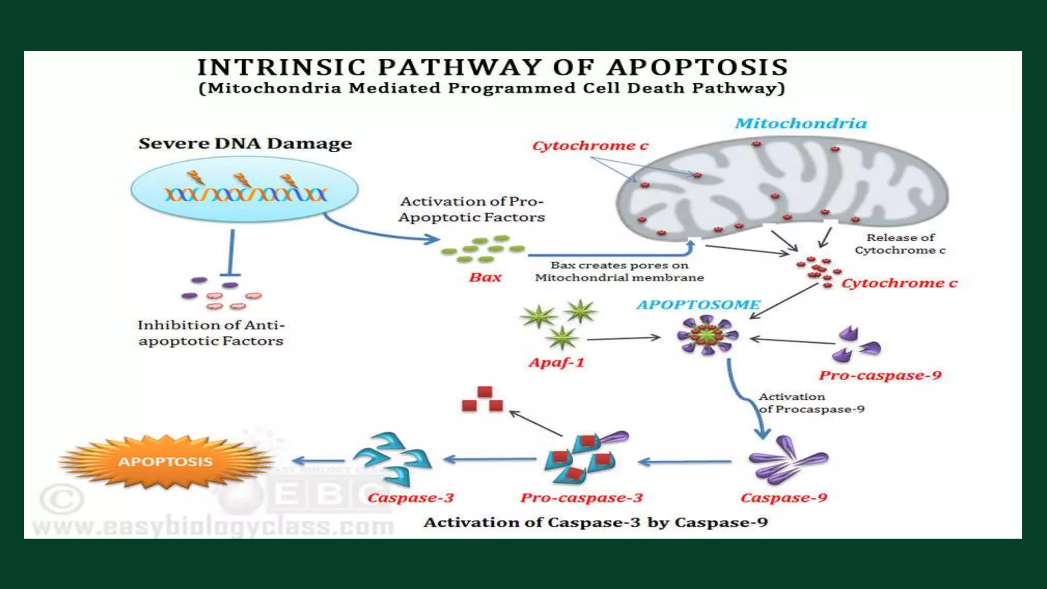 APoptosis | PPT