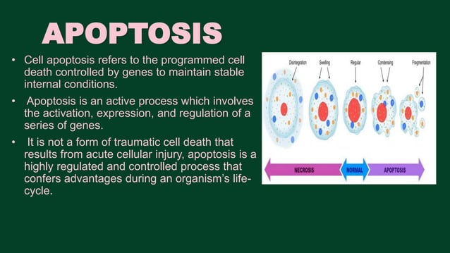 APoptosis | PPT