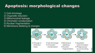 APoptosis | PPT