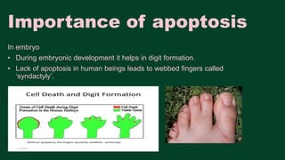 APoptosis | PPT