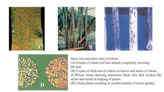 SYMPTOMS OF LEAF DISEASE CAUSED BY PATHOGEN | PPT