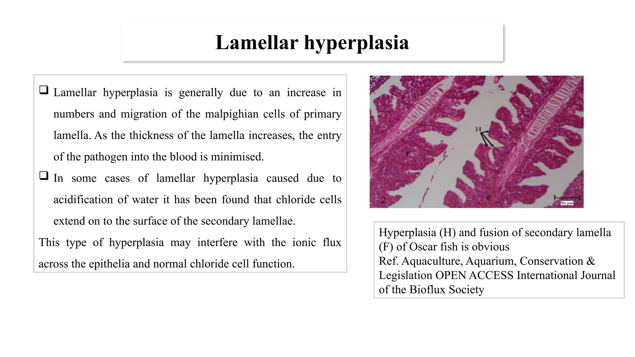 PATHOLOGY OF RESPIRATORY SYSTEM OF FISH AND SHELLFISH.pptx