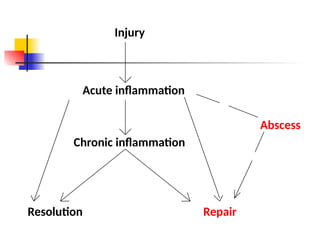 pathology-Acute and Chronic Inflammation 1.pptx