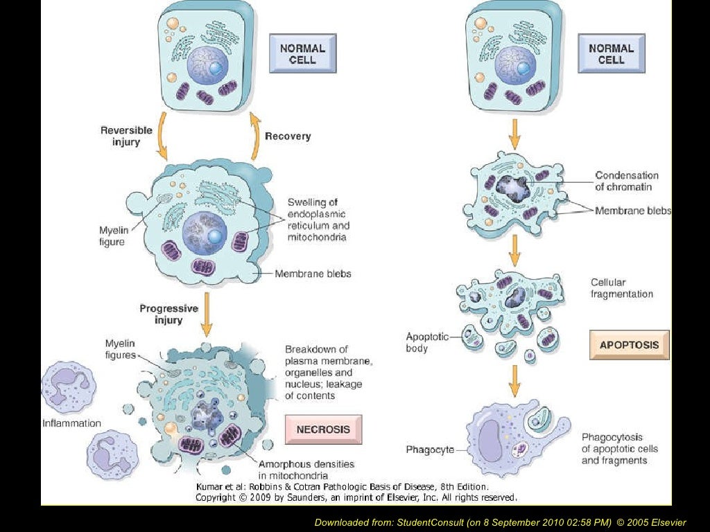 Pathology cell injury i