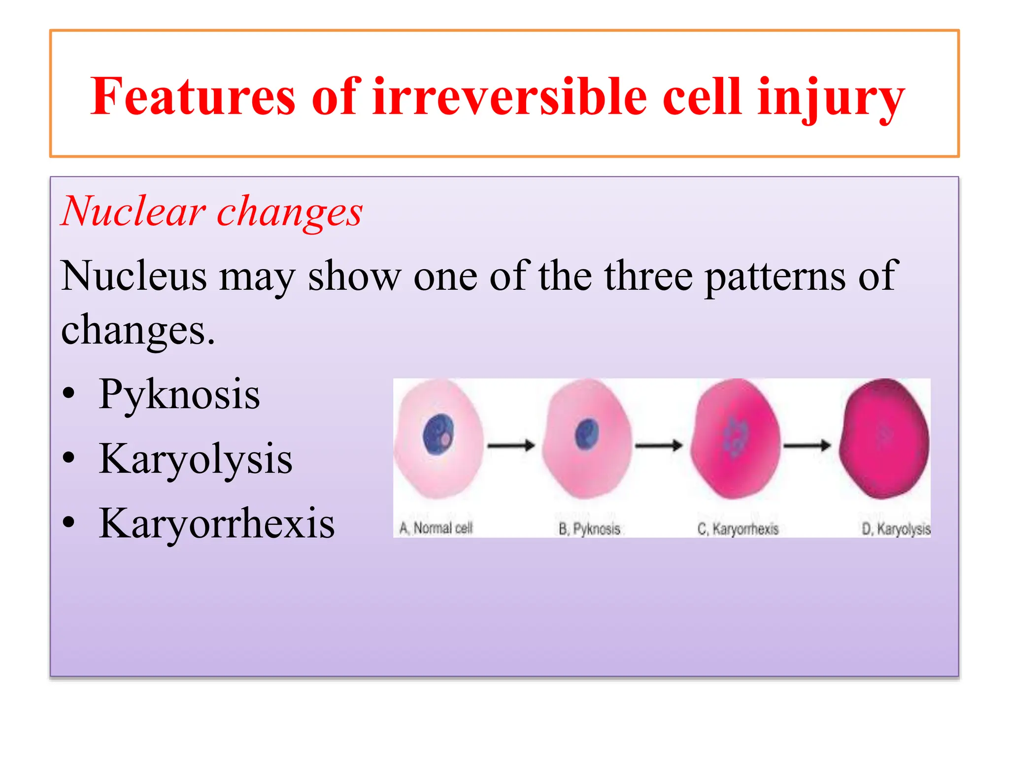 PATHOLOGY -Dr- Ammar Omar -Assistant professor of Histopathology ...