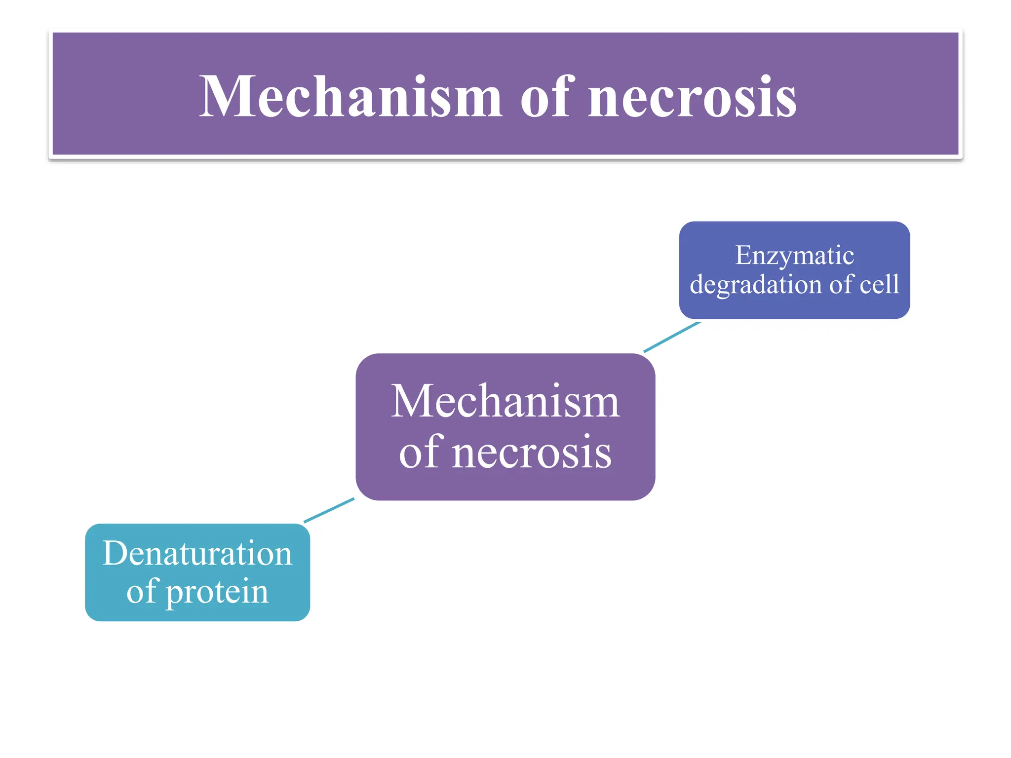 PATHOLOGY -Dr- Ammar Omar -Assistant professor of Histopathology ...