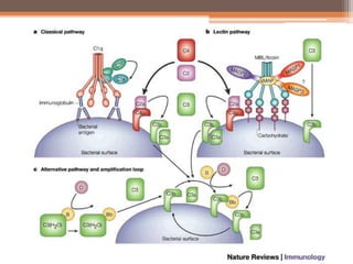 Complement System, Coagulation & Kinin System | PPTX