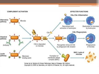 Complement System, Coagulation & Kinin System | PPTX
