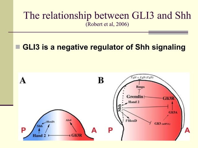 Greig Cephalopolysyndactyly Syndrome | PPT