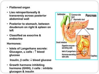 endocrine system | PPTX