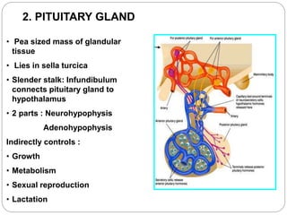 endocrine system | PPTX