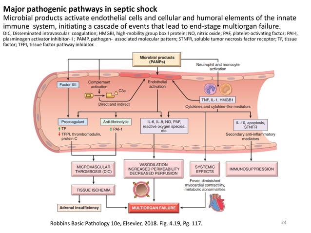 Pathology and Pathophysiology of Shock | PDF