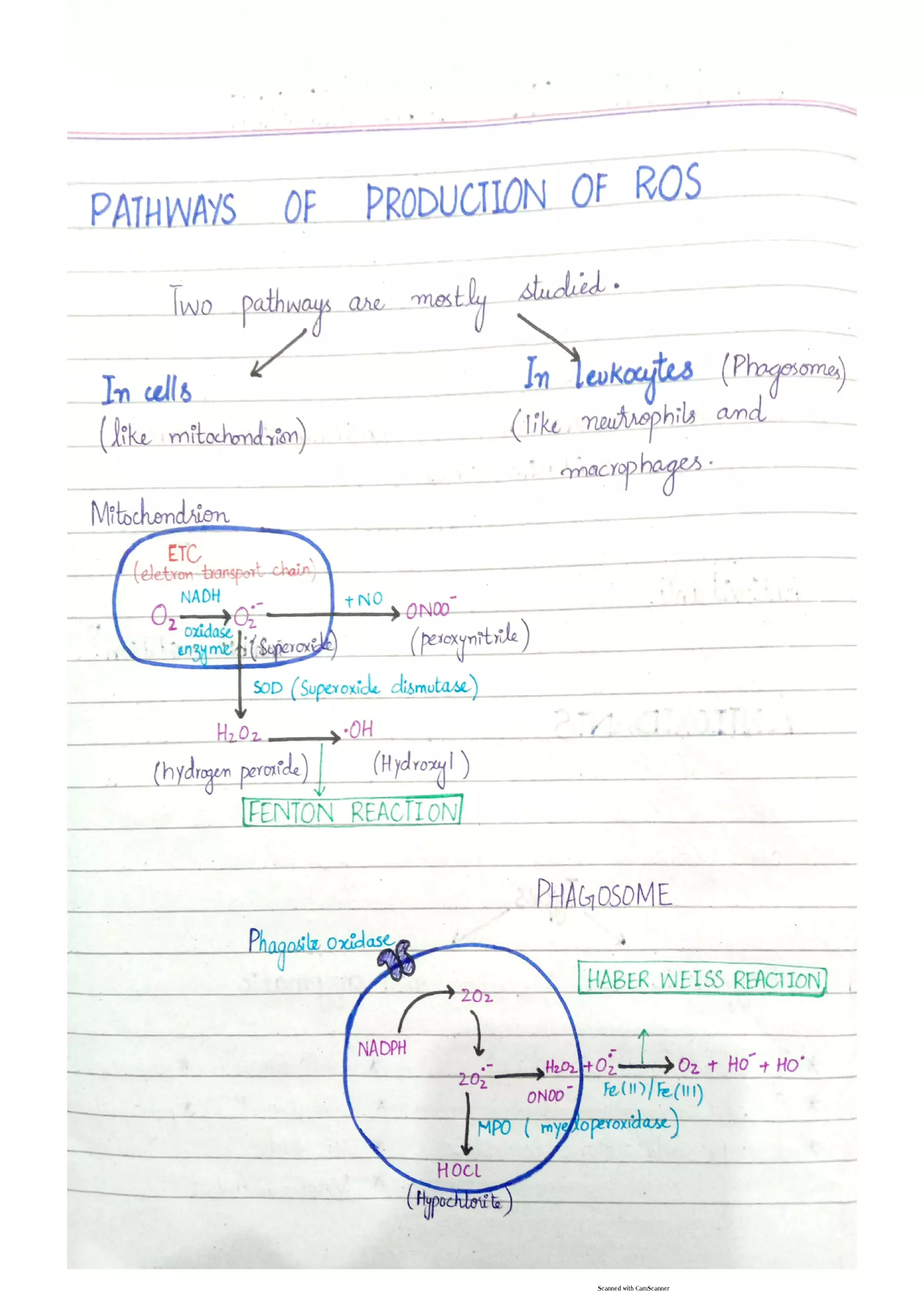 Pathology antioxidants handwritten notes by urooj umer | PDF