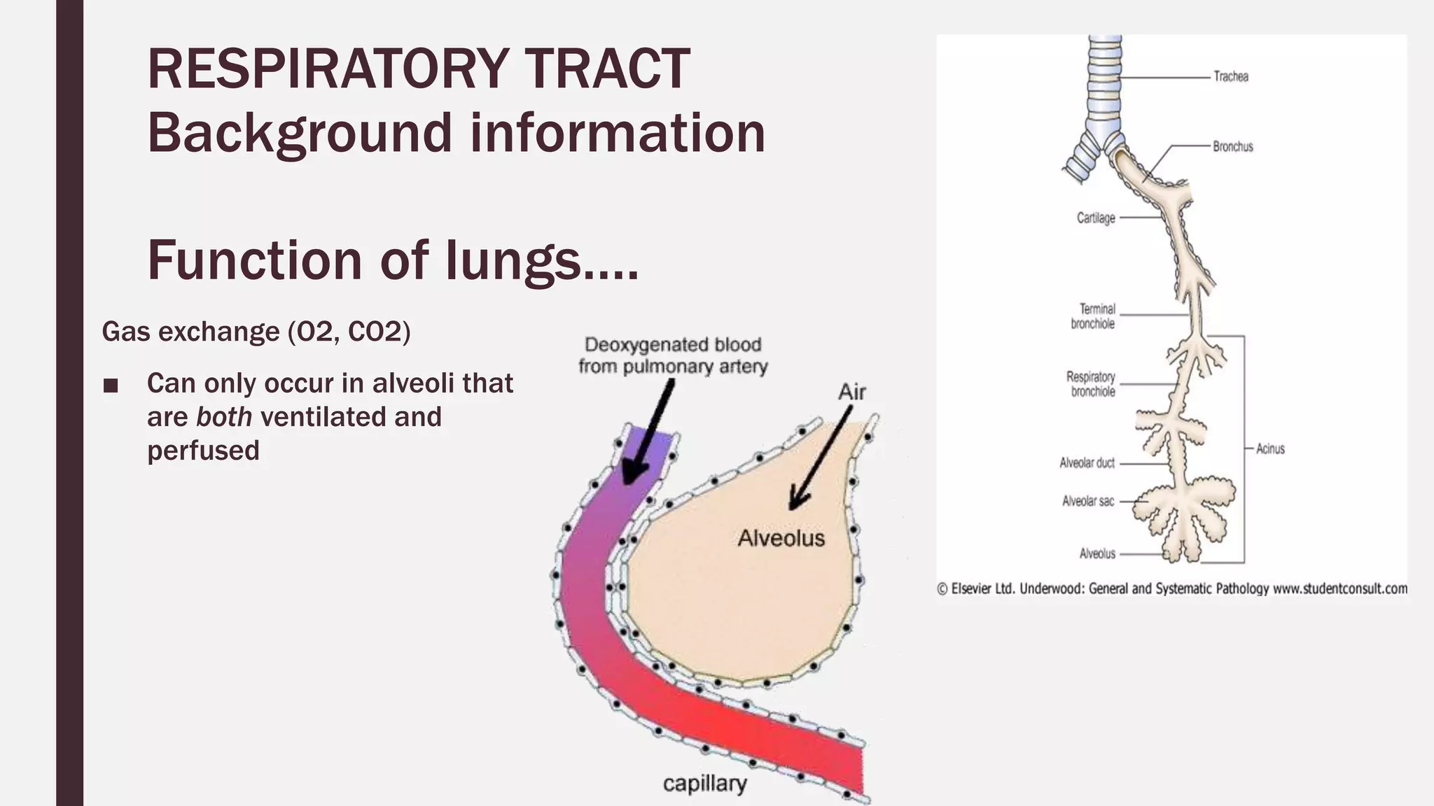 Pathology basic introduction to pathology of common lung diseases for ...