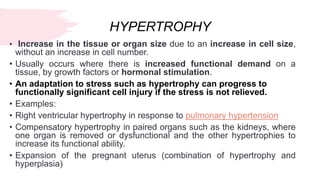 Cell adaptations.pptx/ hypertrophy/ atrophy/ dysplasia/ metaplasia ...