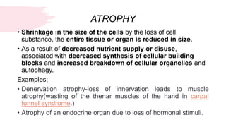 Cell adaptations.pptx/ hypertrophy/ atrophy/ dysplasia/ metaplasia ...
