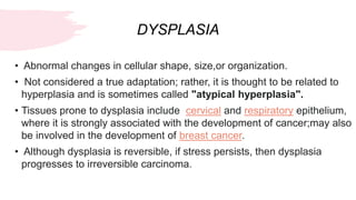 Cell adaptations.pptx/ hypertrophy/ atrophy/ dysplasia/ metaplasia ...