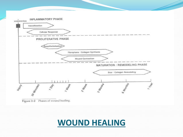 Pathology healing and repair stmu | PPTX | Biological Sciences | Science