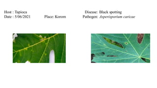 PATHOLOGY HERBARIUM.pdf