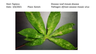 PATHOLOGY HERBARIUM.pdf