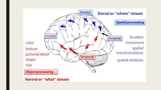 Pathology in CVI | PPT