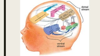 Pathology in CVI | PPT
