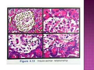 Islet cell Pathology | PPTX