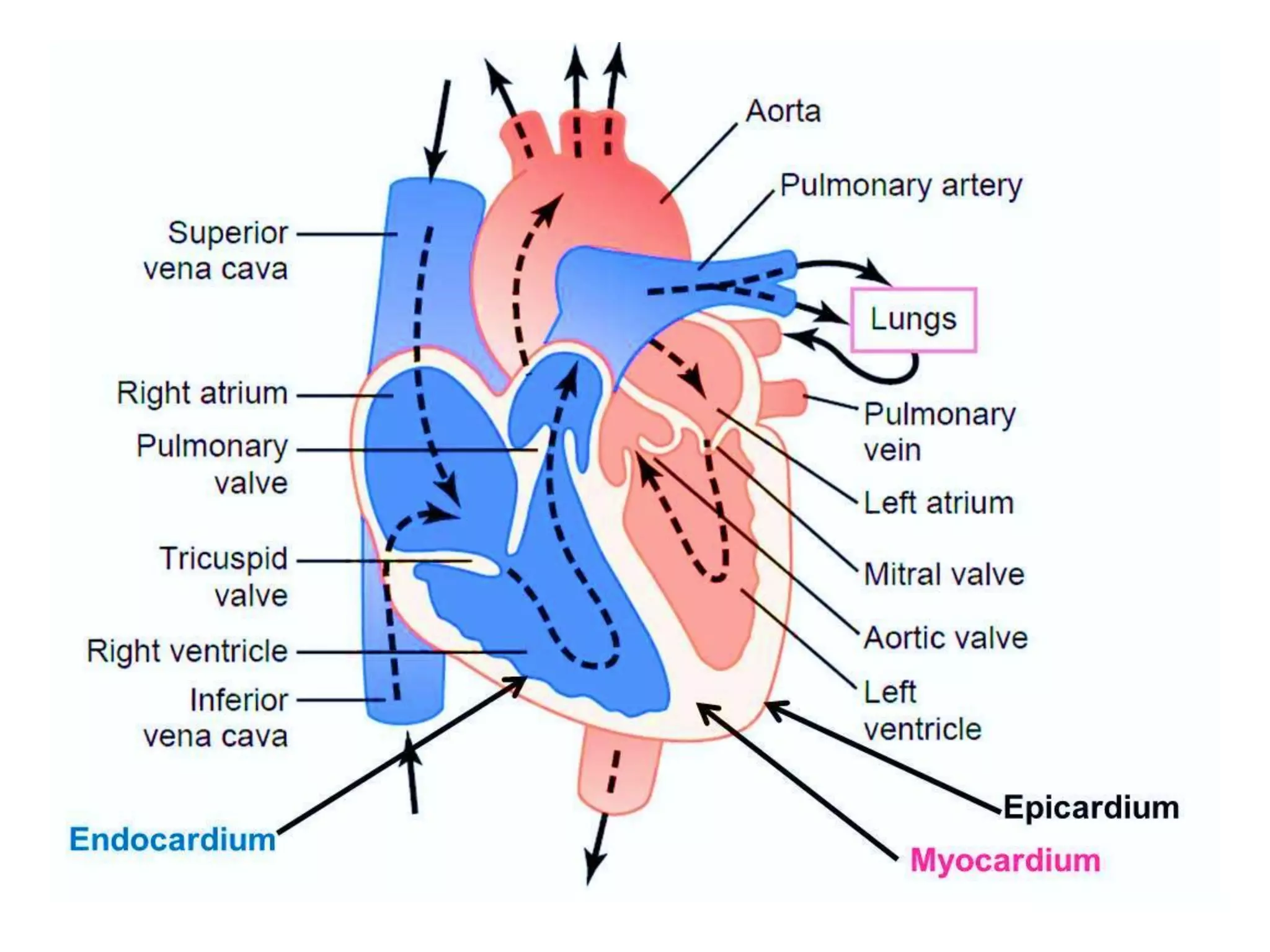 Pathology of cardiovascular system | PDF