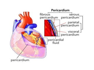 Pathology of cardiovascular system | PDF
