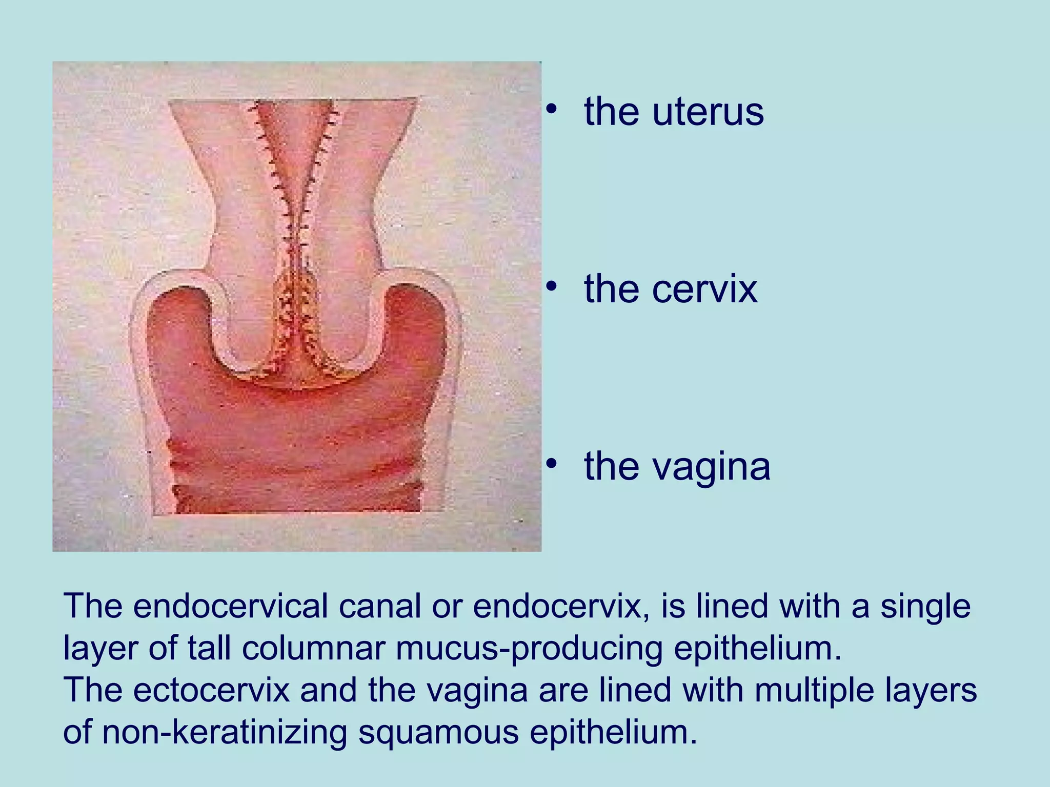 Pathology Of Cervix Ppt