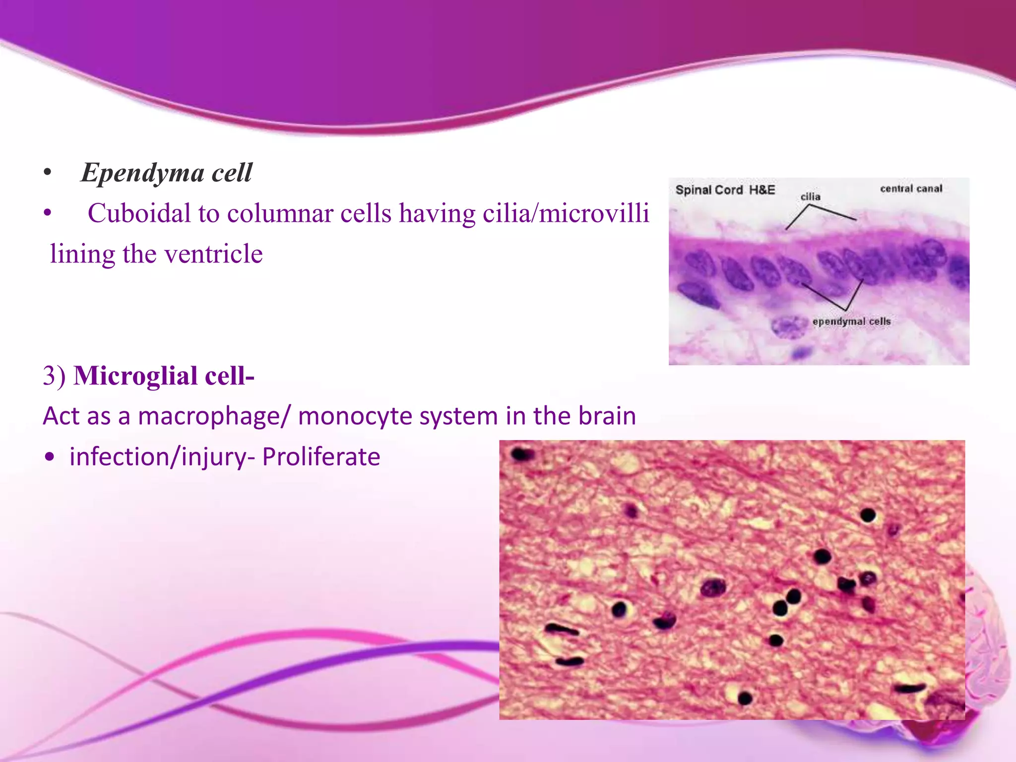 Pathology of cns | PPTX
