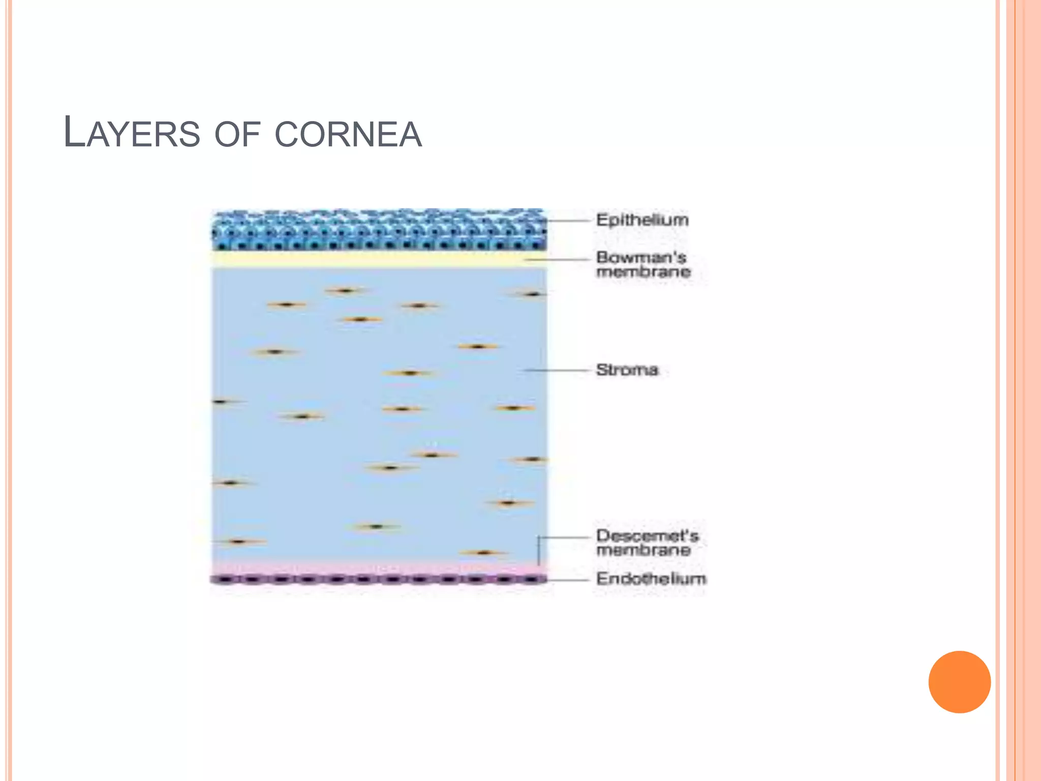 Pathology of cornea 2 | PPTX