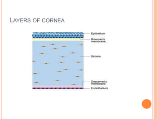 Pathology of cornea 2 | PPT