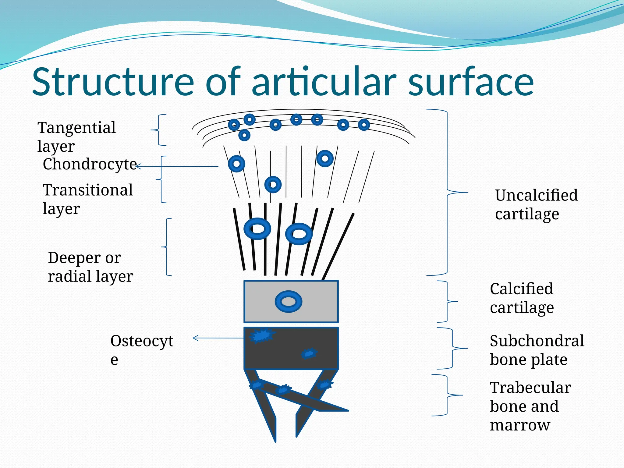 Pathology of degenerative arthritis ready - Copy.pptx