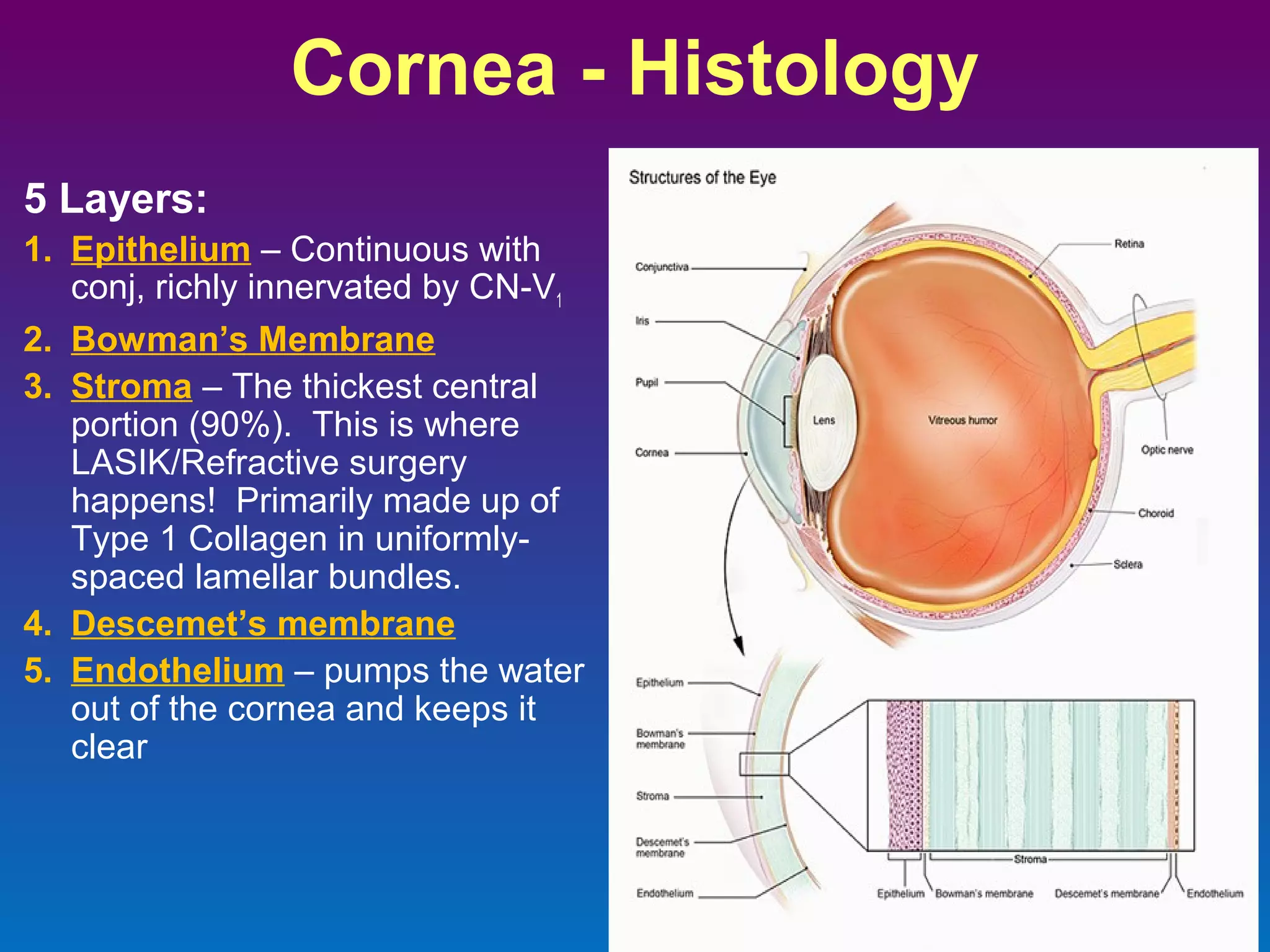 Pathology of eye i-2013-final | PPT