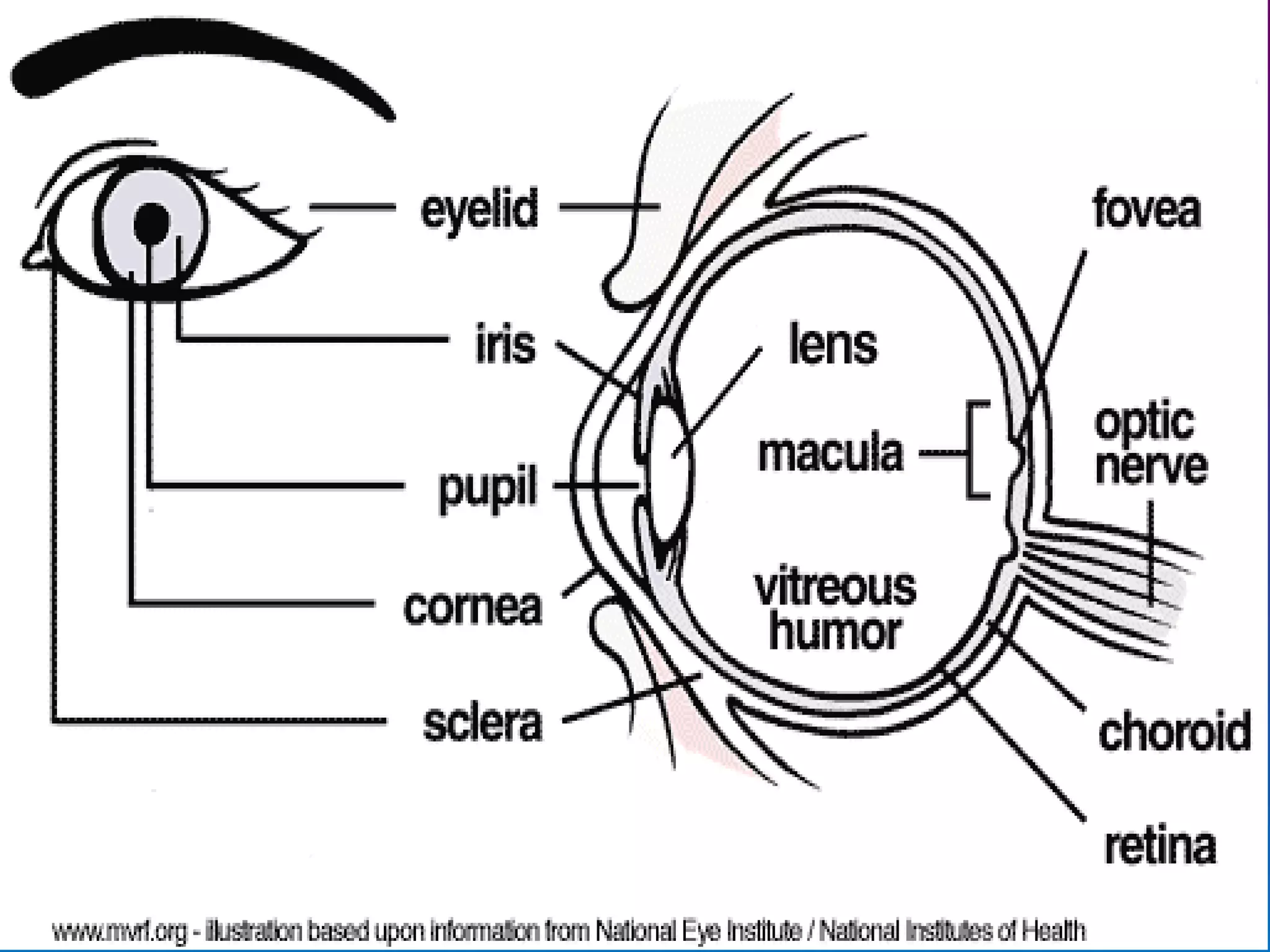 Pathology of eye i-2013-final | PPT