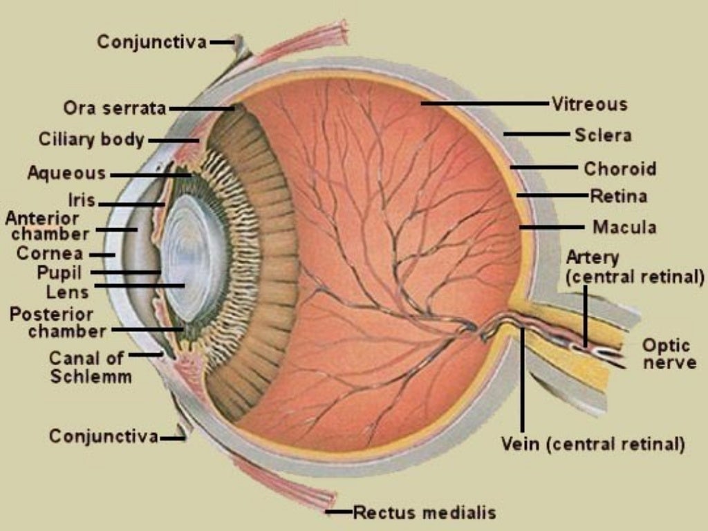 Pathology of eye i-2013-final