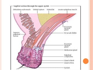 Pathology of eye lids and adnexa | PPTX