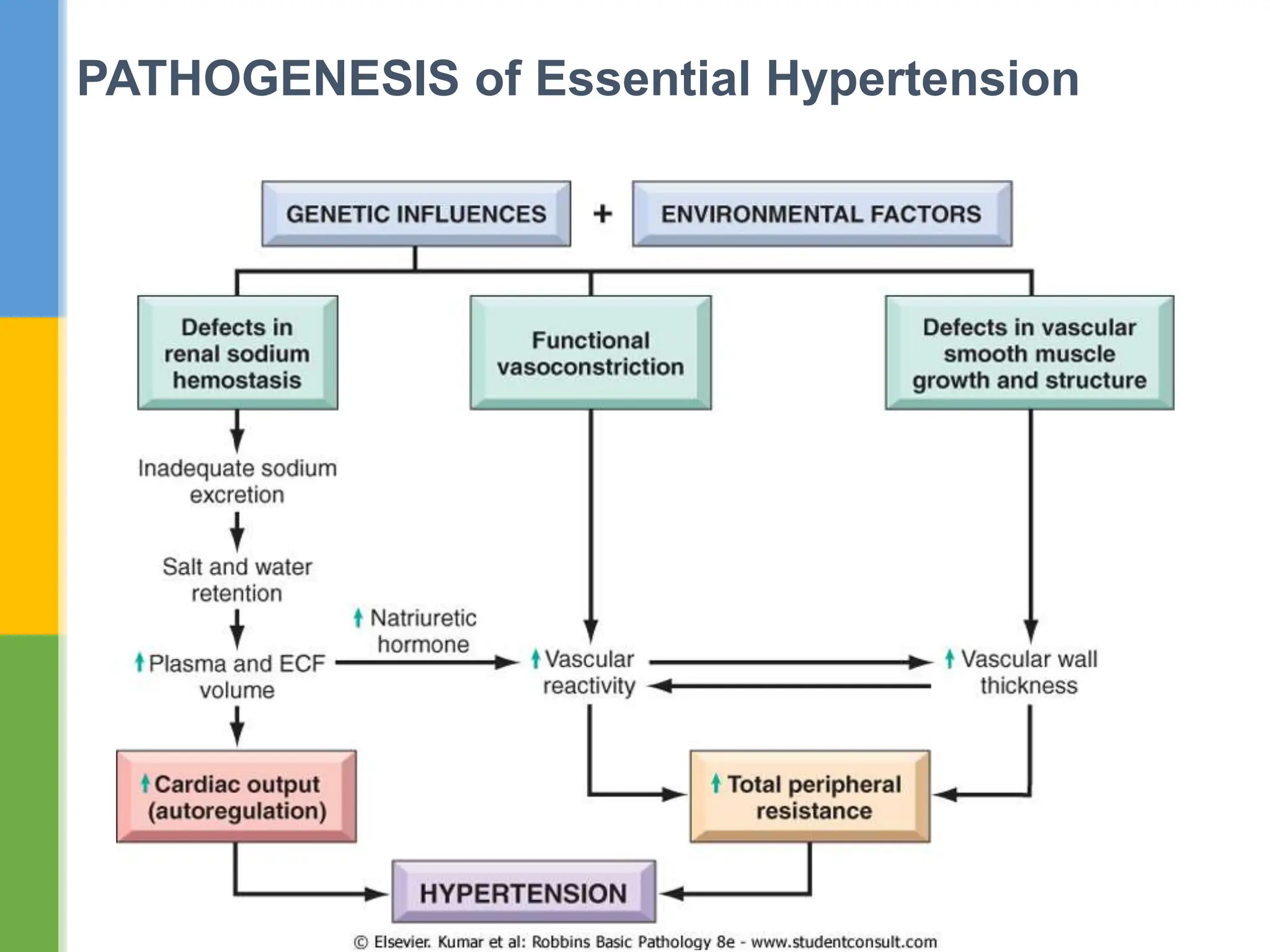 PATHOLOGY OF HYPERTENSION .ppt