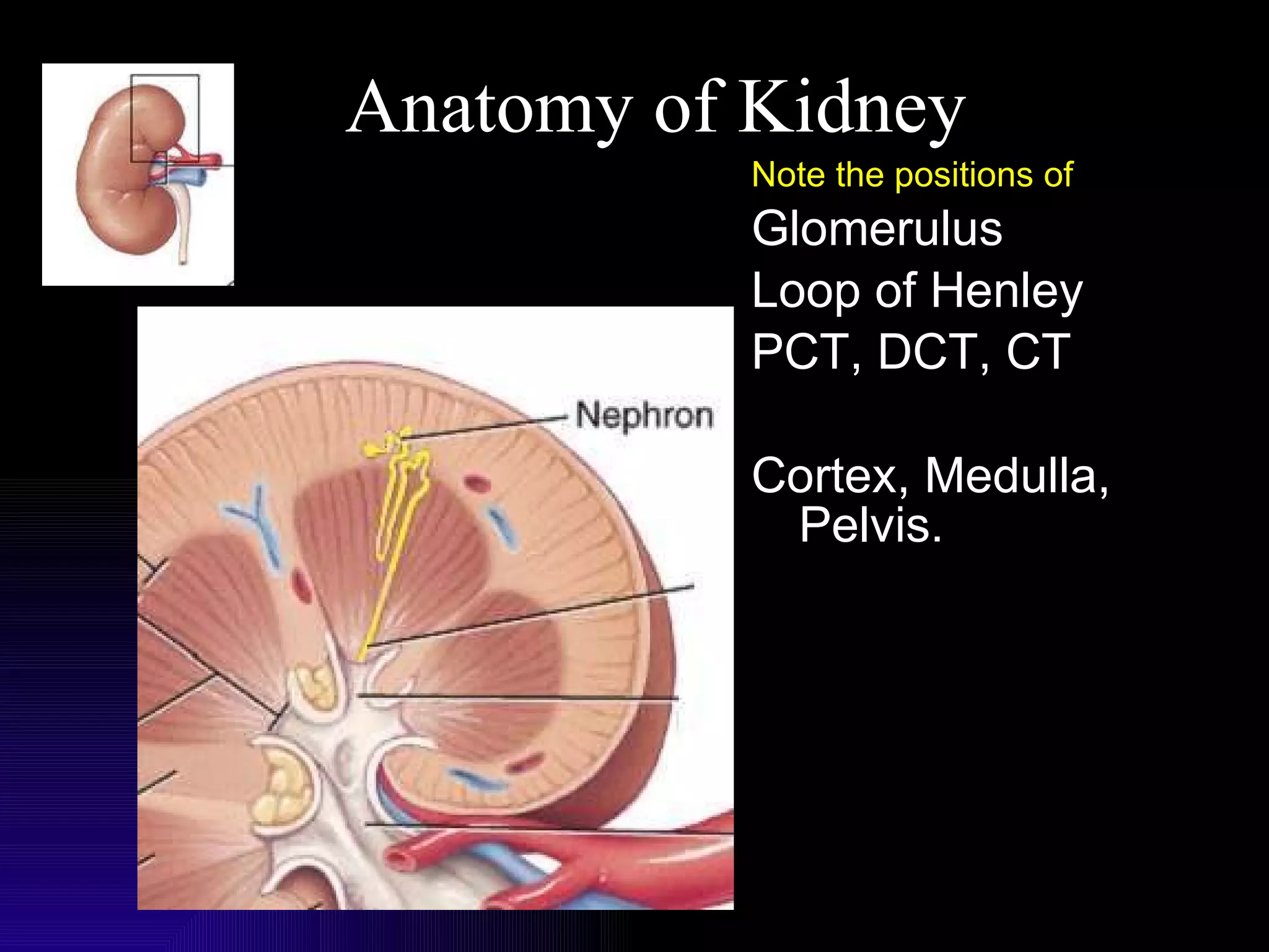 Pathology Of Kidney | PPT