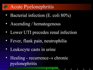 Pathology Of Kidney | PPT