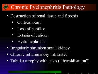 Pathology Of Kidney | PPT