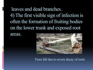 Pathology of oak | PPT