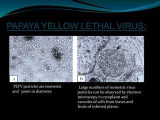 Pathology of papaya | PPT